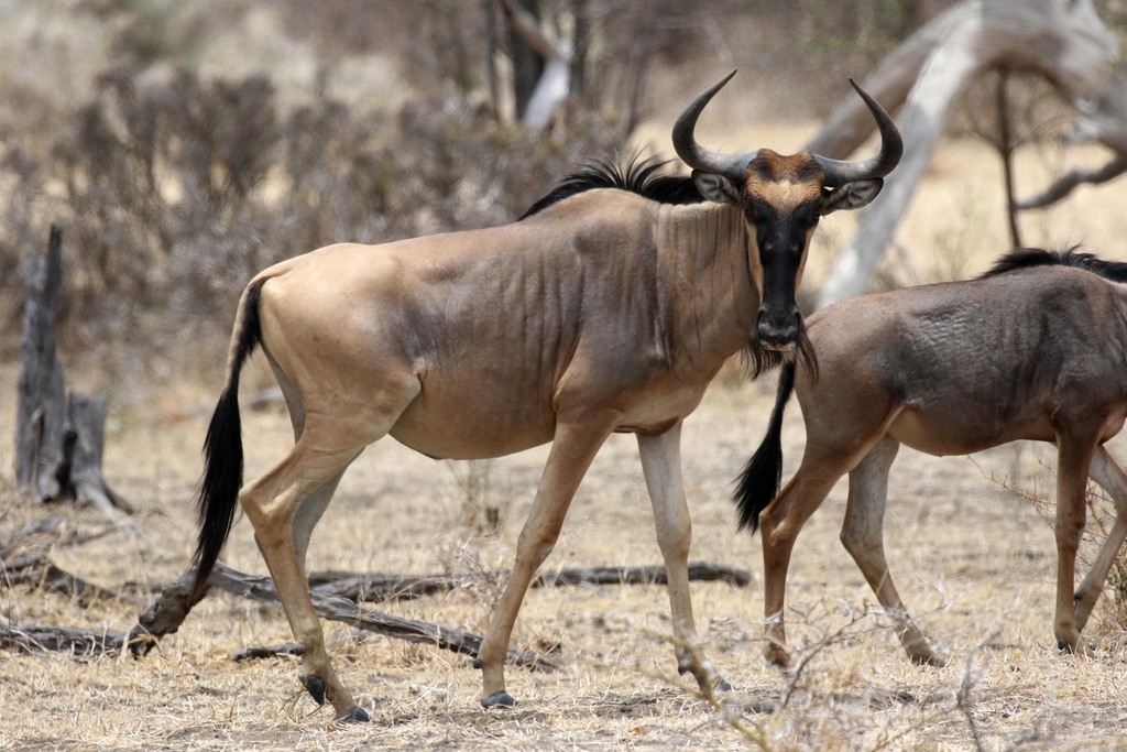 Common Wildebeest (Connochaetes taurinus) - Know Your Mammals