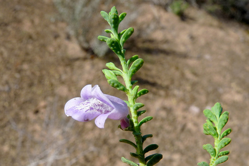 Bumpy Leaf Emu Bush (Eremophila weldii) · iNaturalist