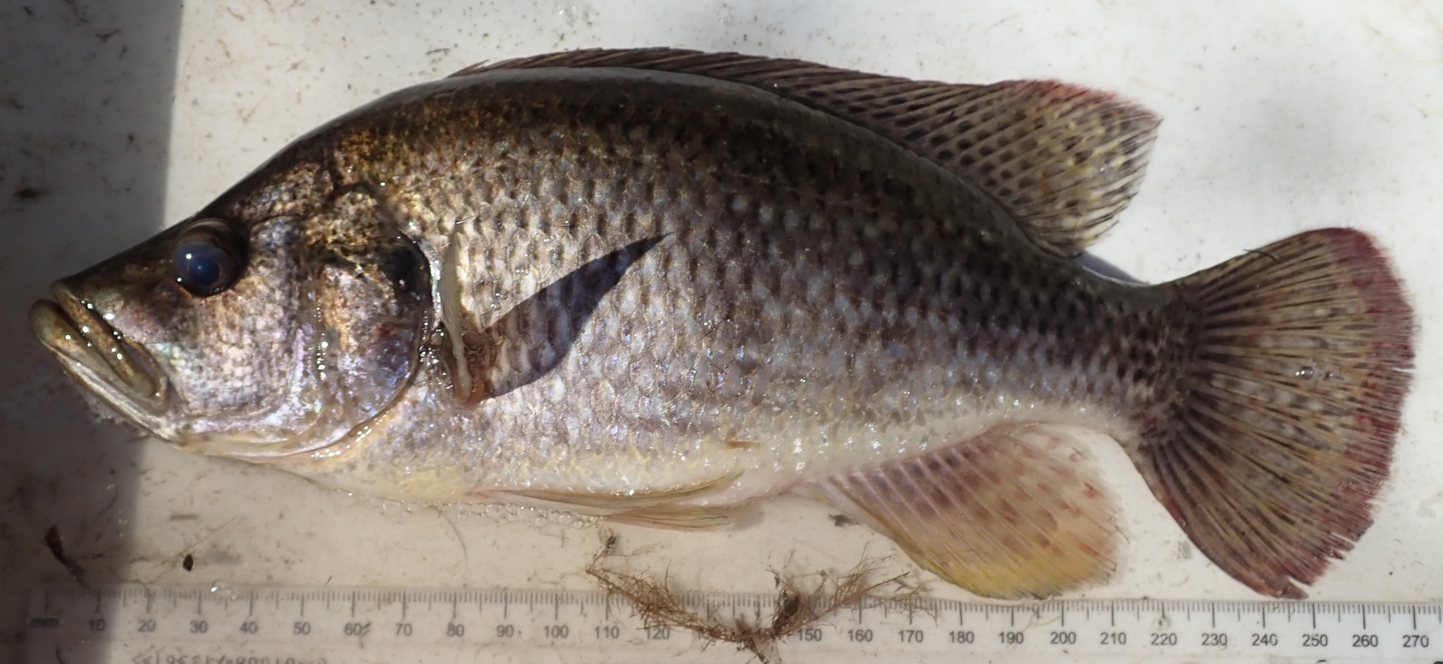 Serranochromis angusticeps (Boulenger, 1907)