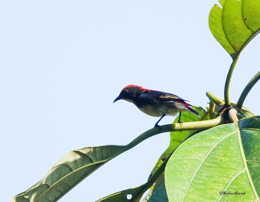 Scarlet-backed Flowerpecker from Makunda Forest trail, Karimganj, Assam ...