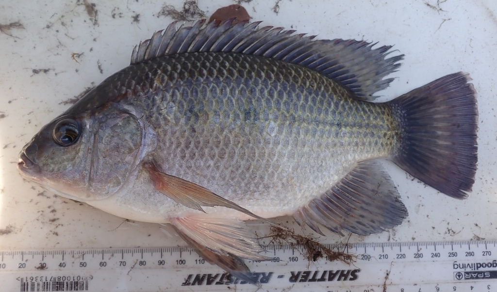 Three-spotted Tilapia (Oreochromis andersonii) - Marine Life Identification