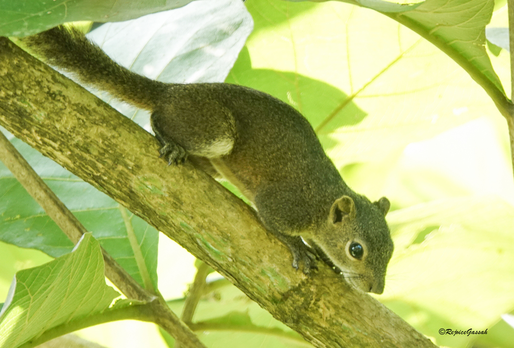 Irrawaddy Squirrel from Makunda Forest trail, Karimganj, Assam, India ...