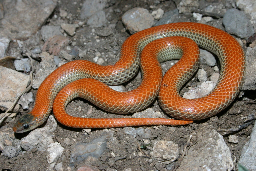 Ground Snake in September 2005 by Michael Price · iNaturalist