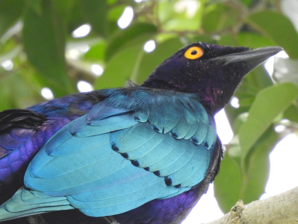 Purple Starling (Lamprotornis purpureus) - Avian Discovery