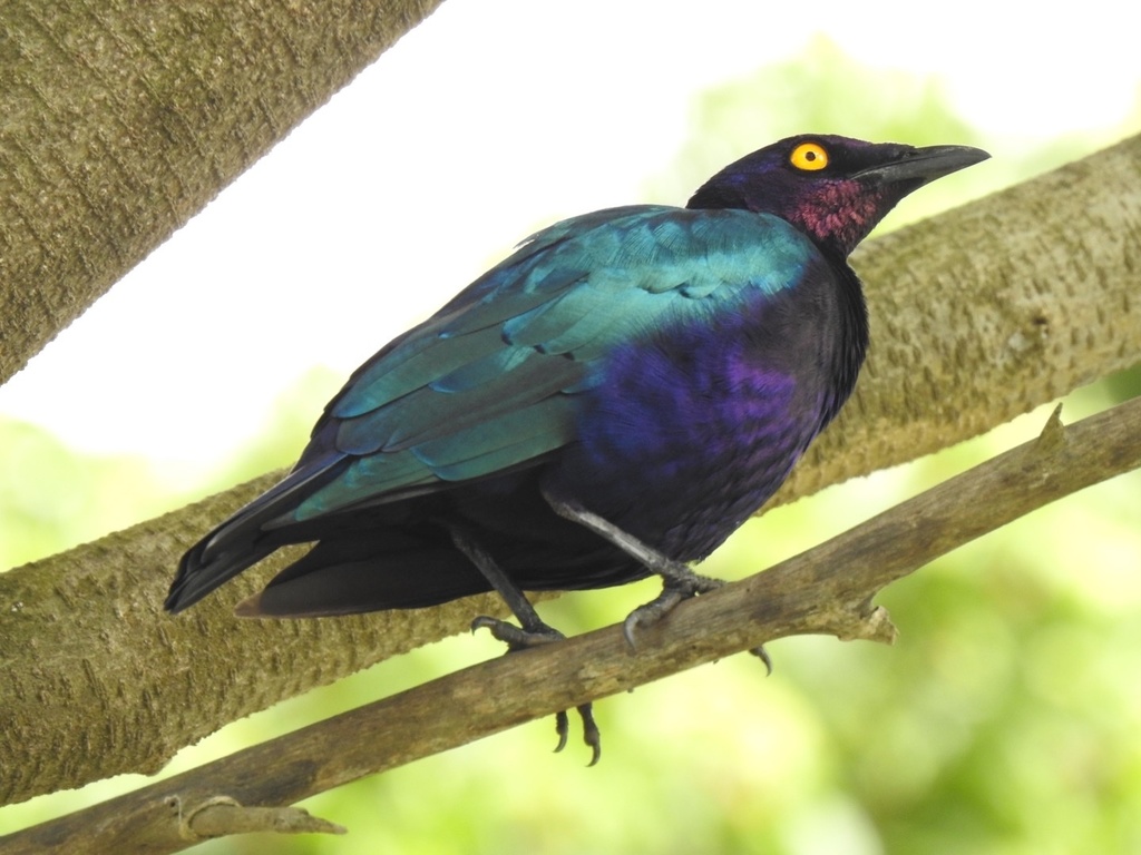 Purple Starling (Lamprotornis purpureus) - Avian Discovery