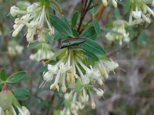 Melobasis occidentalis · iNaturalist