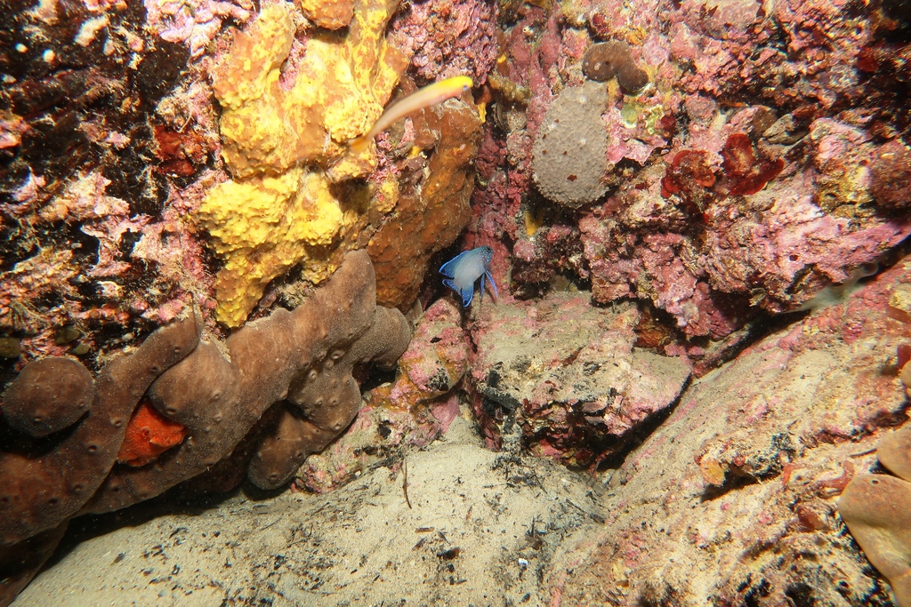 Southern Blue Devil from Second Valley SA 5204, Australia on October 04 ...