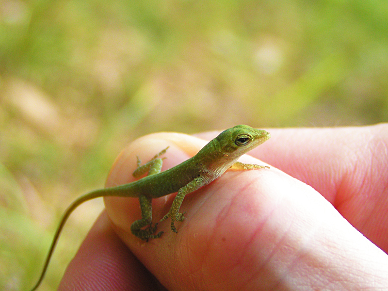 Northern Green Anole (Great Smoky Mountains National Park - Reptiles ...