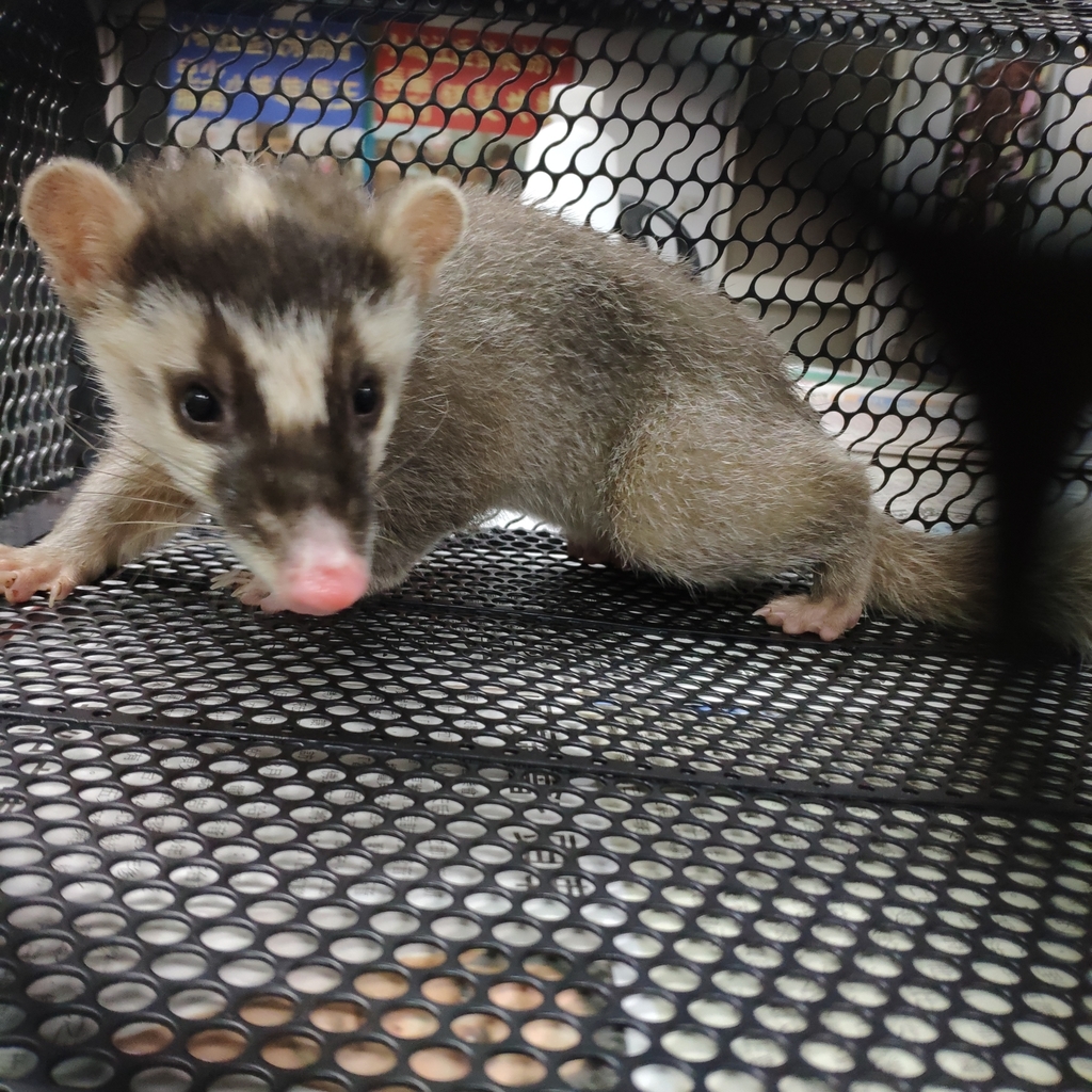 Small-toothed Ferret Badger (Melogale moschata) - Know Your Mammals
