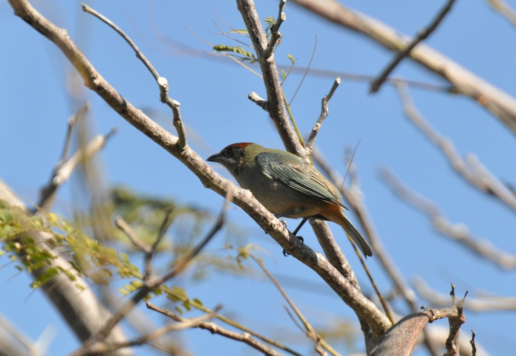 Lesser Antillean Tanager (Grenada) from Saint George, Grenada on ...
