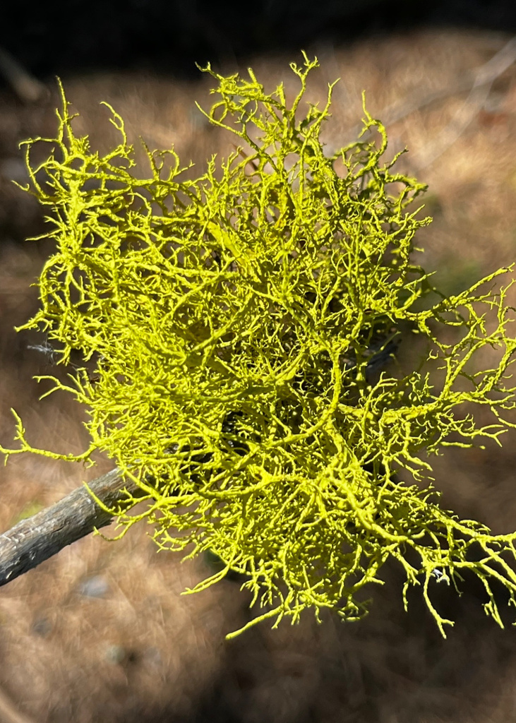 (Trebouxia jamesii) - Botanical Realm