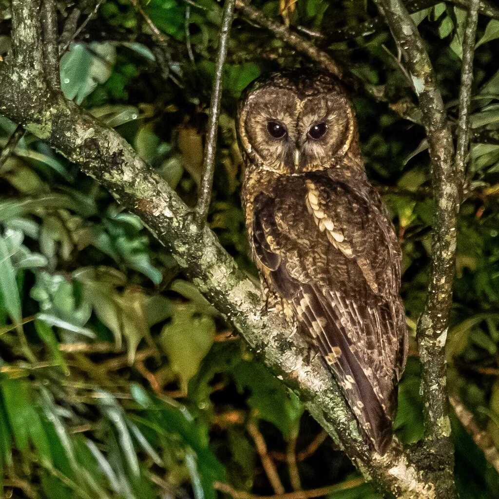 Himalayan Owl from Mishmi Hills, 792110 on July 26, 2023 at 10:12 PM by ...