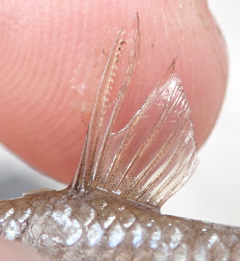Straightfin Barb (Enteromius paludinosus) - Marine Life Identification