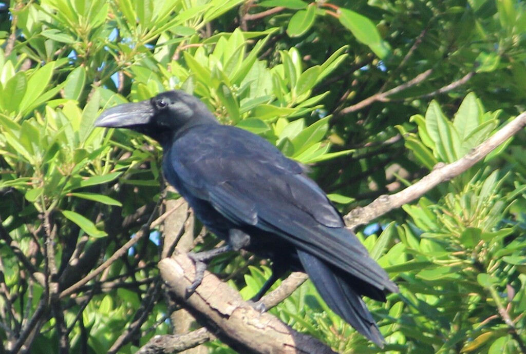 Japanese Crow from Futo, Itō, Shizuoka 413-0231, Japan on June 16, 2025 ...