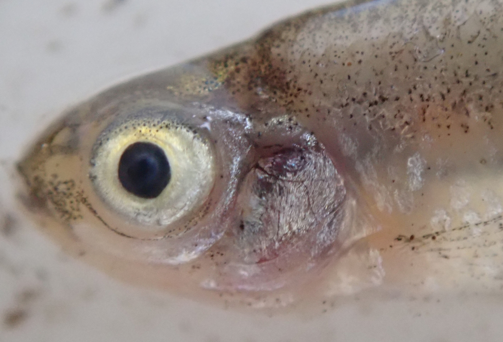Sicklefin Barb (Enteromius haasianus) - Marine Life Identification