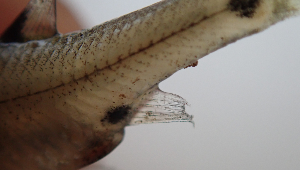 Sicklefin Barb (Enteromius haasianus) - Marine Life Identification