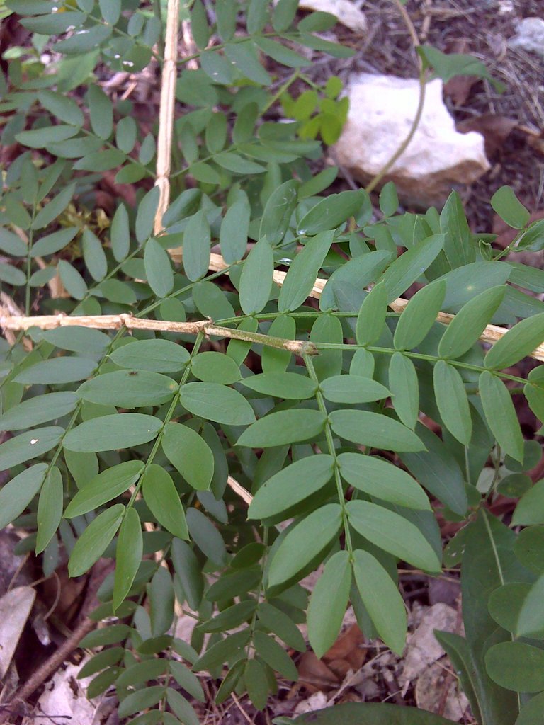 Lignum-vitae (Guaiacum sanctum) - Botanical Realm