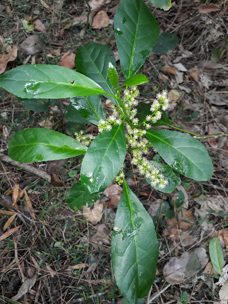 Claoxylon australe from Moonee Beach NSW 2450, Australia on September 26, 2019 at 11:02 AM by ...