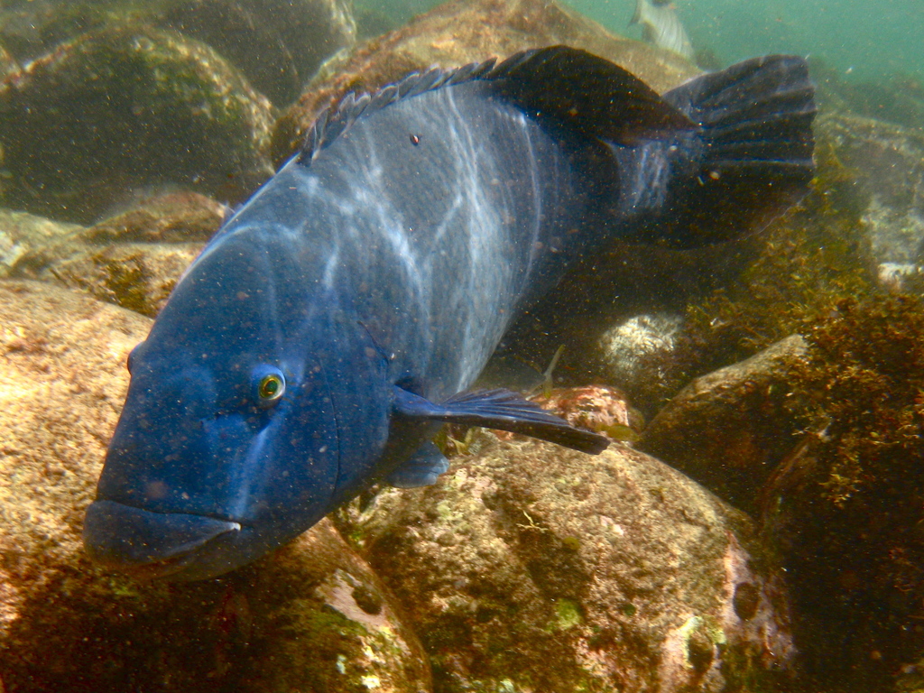Blue Gropers (Achoerodus) - Marine Life Identification
