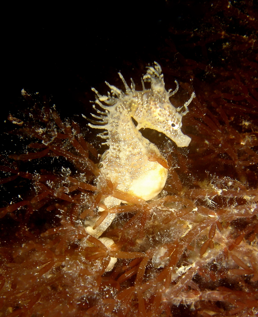Short-snouted Seahorse (Seahorses of the World) · iNaturalist
