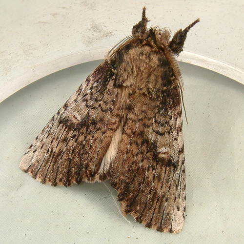 Morning-glory Prominent Moth (Insects of Kern County) · iNaturalist