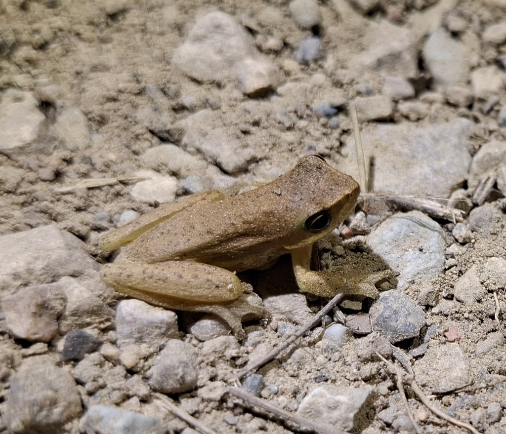Australasian Tree Frogs from Town Common QLD 4810, Australia on July 7 ...