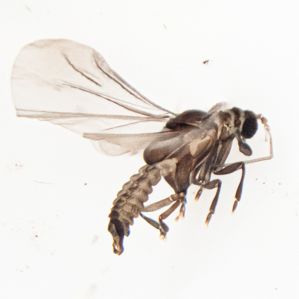 Elenchus tenuicornis from Moray, UK on June 2, 2025 by Malcolm ...