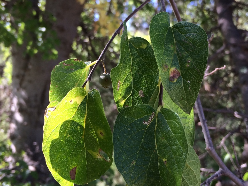 netleaf hackberry from Pima, Arizona, United States on October 3, 2019 ...