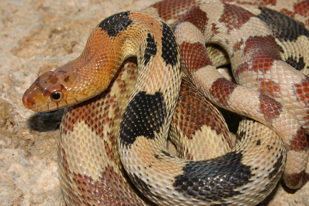 (Pituophis deppei jani) - Snakes and Lizards