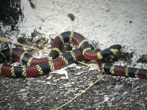 Peru Coralsnake (Micrurus peruvianus) - Snakes and Lizards