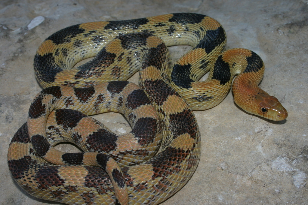 (Pituophis deppei jani) - Snakes and Lizards