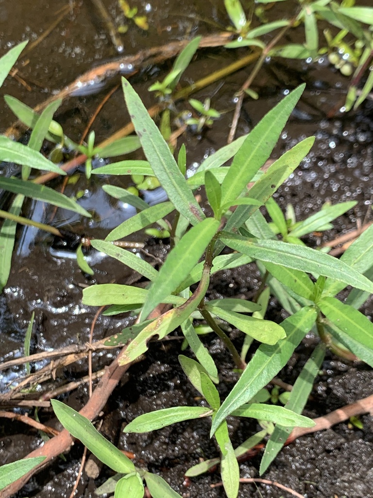Alligatorweed from SE Ellendale St, Stuart, FL, US on July 07, 2025 at ...