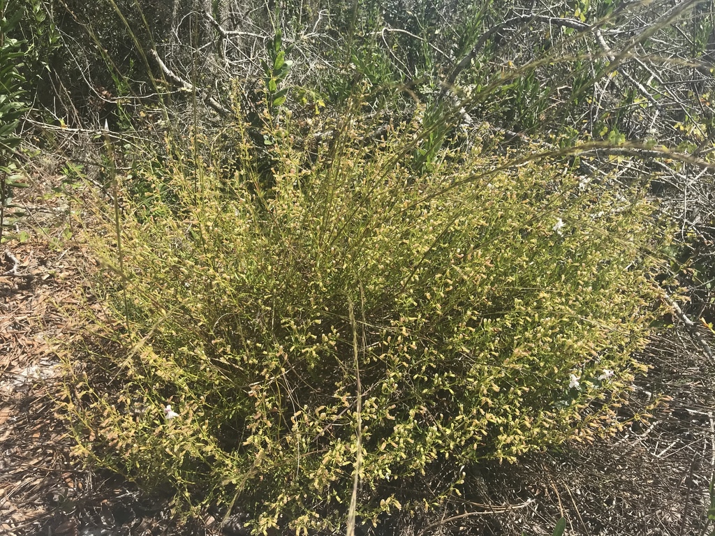 Scrub mint (Dicerandra frutescens) - Botanical Realm