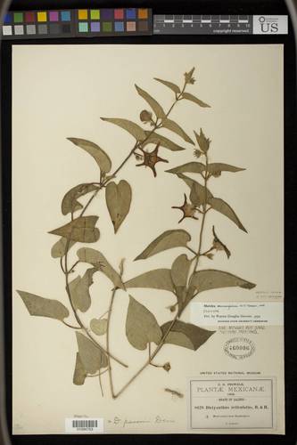 Dictyanthus macvaughianus · iNaturalist