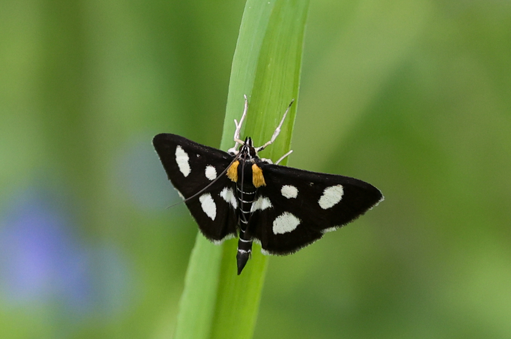 White-spotted Sable from Williamstown, MA 01267, USA on June 11, 2025 ...