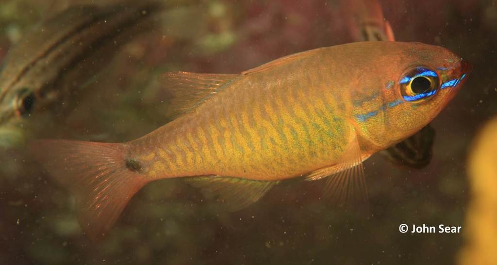 Capricorn Cardinalfish (Heron Island Fish) · iNaturalist