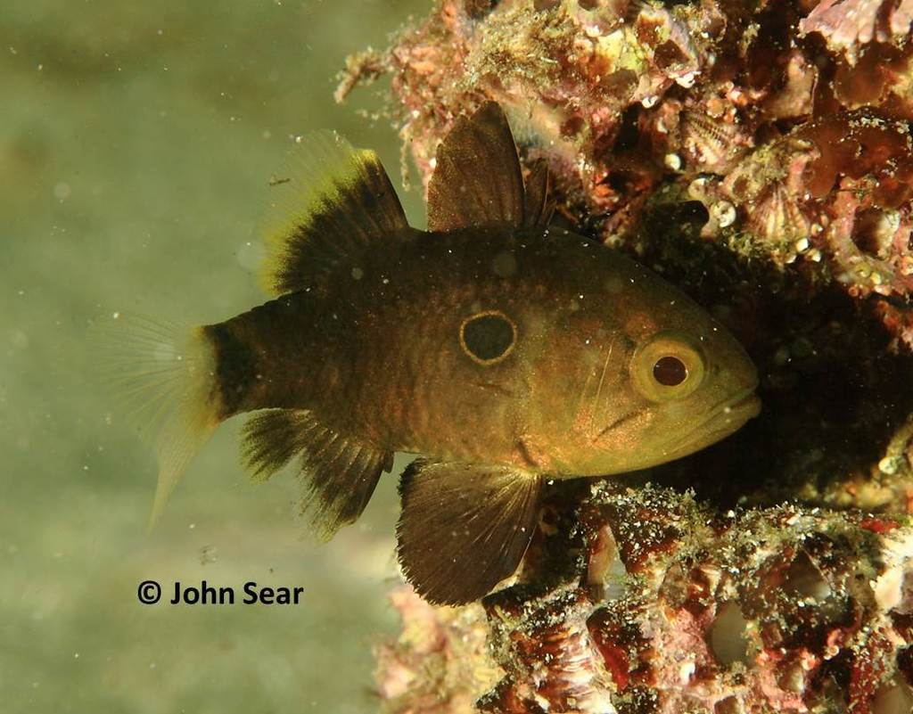 Two-eyed Cardinalfish (Fishes of Cabbage Tree Bay Aquatic Reserve ...