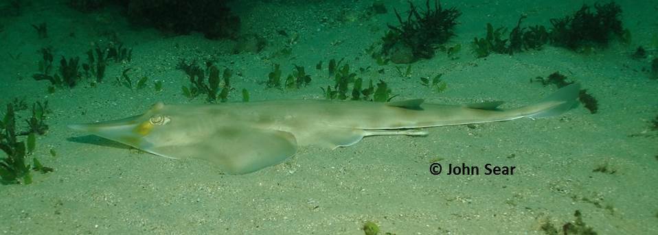 Eastern Shovelnose Ray from Cabbage Tree Bay, AU-NS-MN, AU-NS, AU on ...