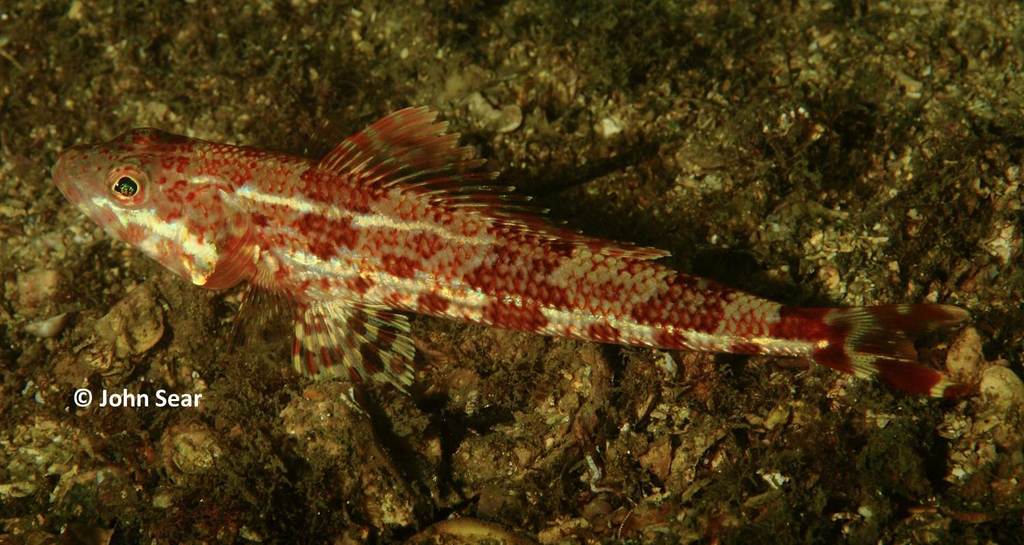 Sergeant Baker from Cabbage Tree Bay, AU-NS-MN, AU-NS, AU on April 7 ...