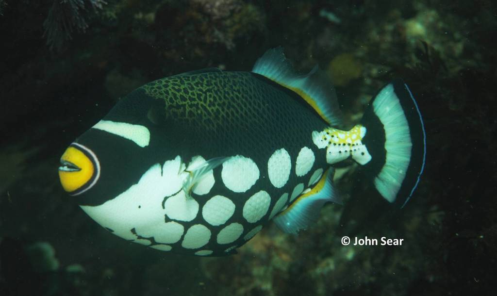 Clown Triggerfish (Fishes of Cabbage Tree Bay Aquatic Reserve, Sydney ...