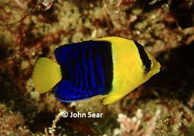 Bicolor Angelfish (Fishes of Cabbage Tree Bay Aquatic Reserve, Sydney ...