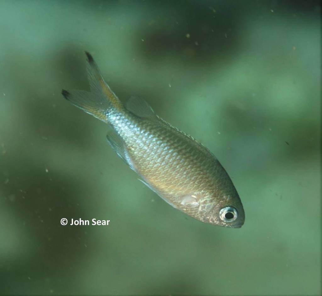 Weber's Puller (Fishes of Cabbage Tree Bay Aquatic Reserve, Sydney ...