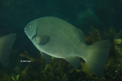 Rock Blackfish (Fishes of Cabbage Tree Bay Aquatic Reserve, Sydney ...