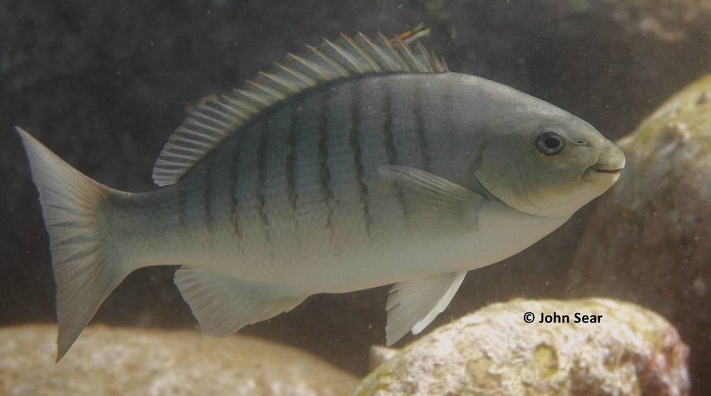 Luderick from Cabbage Tree Bay, AU-NS-MN, AU-NS, AU on April 19, 2013 ...