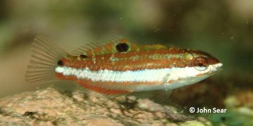 Christmas Wrasse (Fishes of Cabbage Tree Bay Aquatic Reserve, Sydney ...