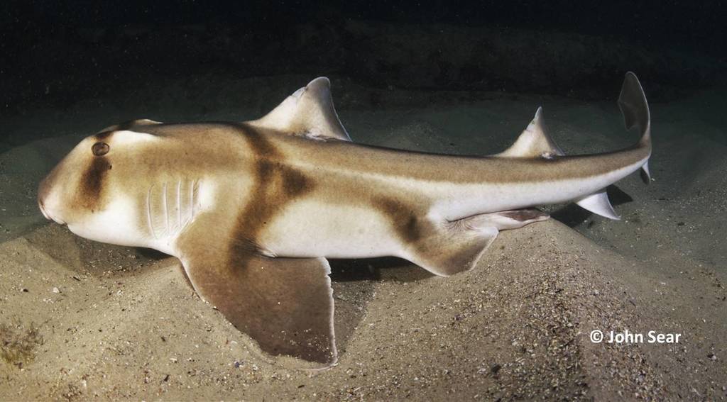 Port Jackson Shark (Fishes of Cabbage Tree Bay Aquatic Reserve, Sydney ...