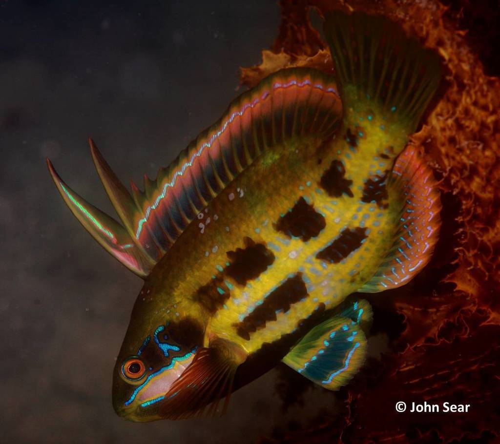 Rainbow Cale (Fishes of Cabbage Tree Bay Aquatic Reserve, Sydney ...