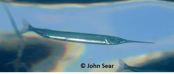 Eastern Sea Garfish (Fishes of Cabbage Tree Bay Aquatic Reserve, Sydney ...