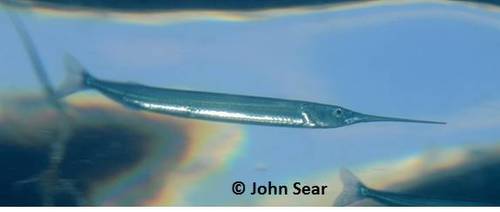 Eastern Sea Garfish (Fishes of Cabbage Tree Bay Aquatic Reserve, Sydney ...