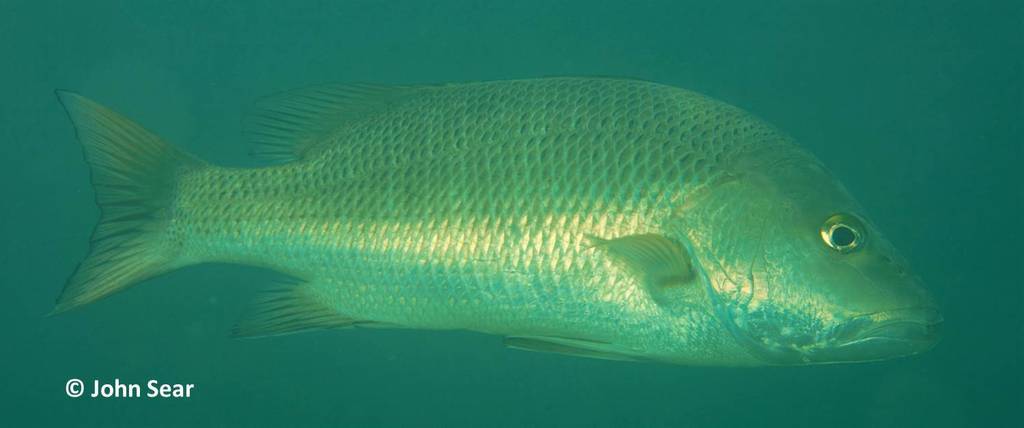Mangrove Red Snapper (Fishes of Cabbage Tree Bay Aquatic Reserve ...
